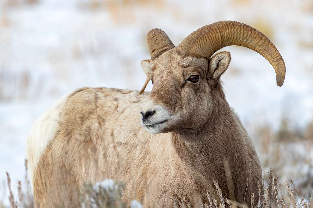 Sheep, big horn - Susan McConnell Nature and Wildlife Photography